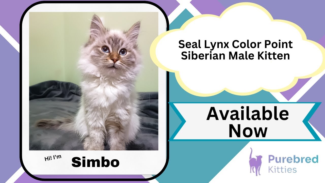 Simbo Seal Lynx Color Point Siberian Male Kitten Available Now ...