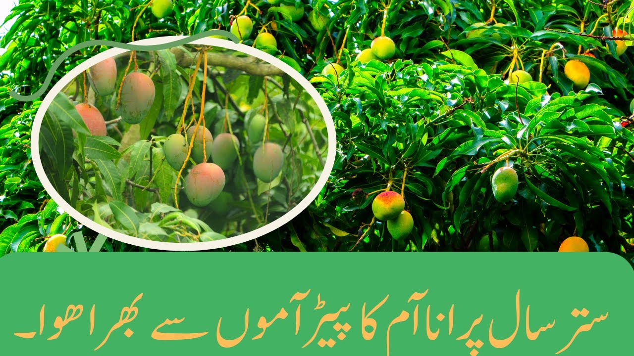 70yrs Old Mango Tree| سترسال پرانا آم کا پیڑ آموں سے بھرا ھوا۔| Aam he ...