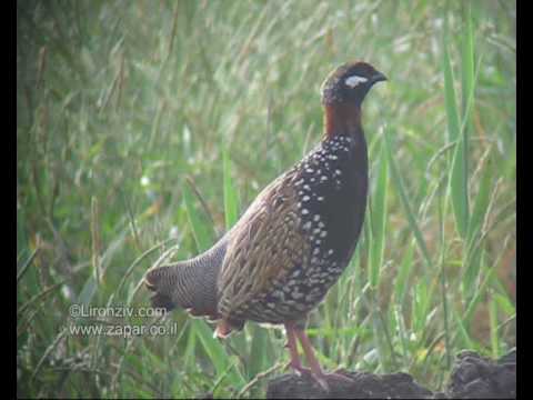 Birds of israel - Black Francolin - פרנקולין - YouTube