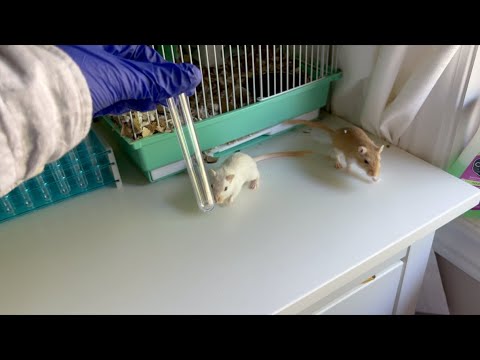 Cloning rats science project - YouTube