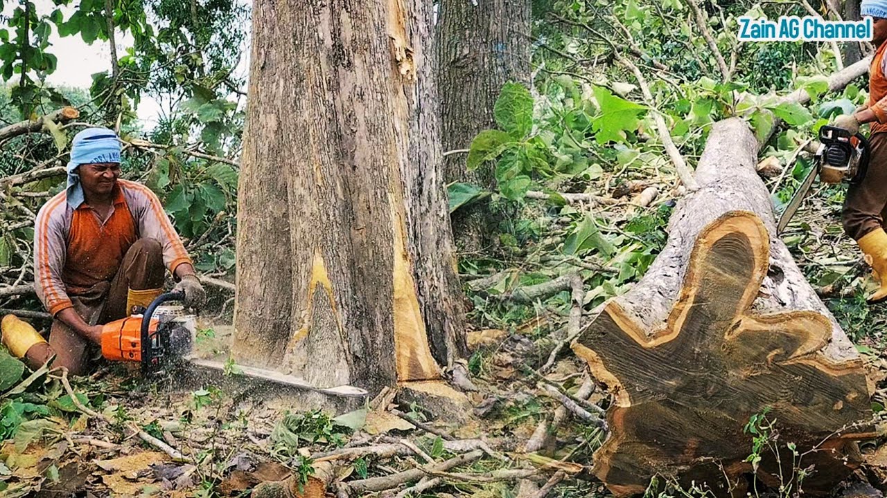 incredible, Cutting down super quality teak tree - STIHL MS 881 ...