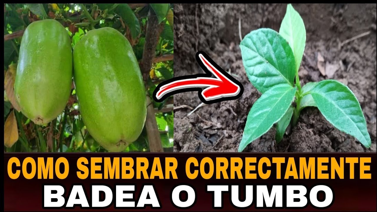COMO HACER UNA CORRECTA SIEMBRA DE BADEA O TUMBO - YouTube