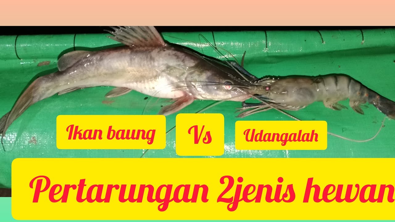 parah malam2 sortir ikan hasil BELAT!! - YouTube