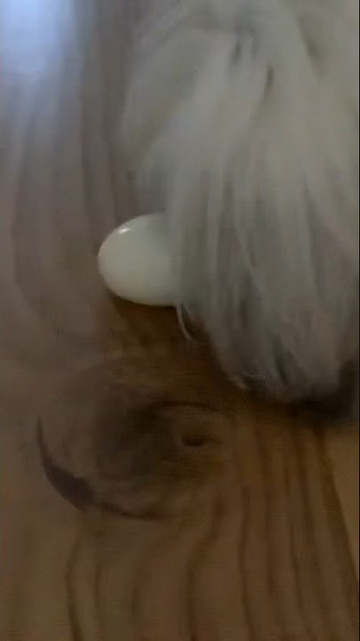 Doggo disassembles egg #funny #doggo #dog #fyp #shorts #youtubeshorts #confused - YouTube
