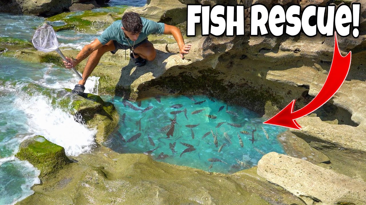 RESCUING Trapped COLORFUL FISH In A TIDE POOL!! - YouTube
