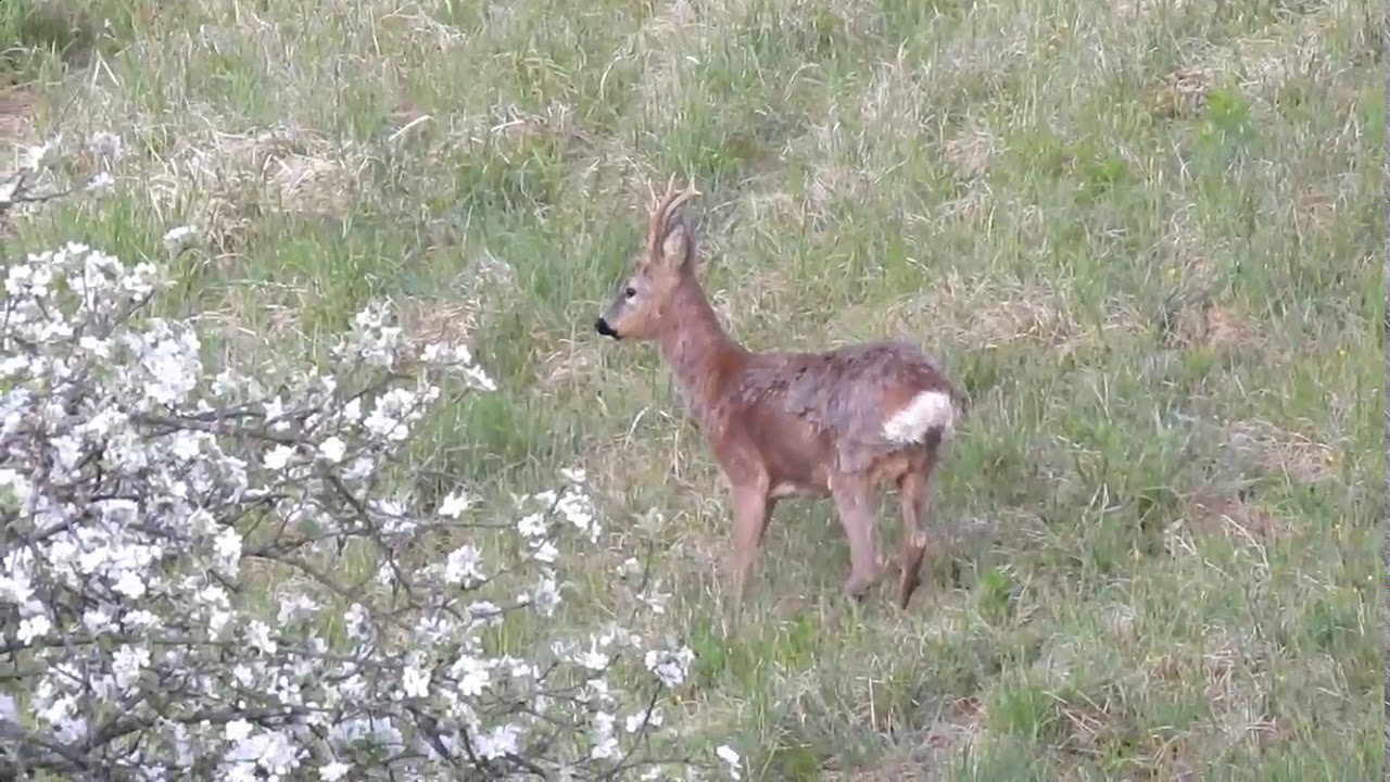 Hunting in Slovenia: Roe buck - strong untypical 8 pointer - YouTube