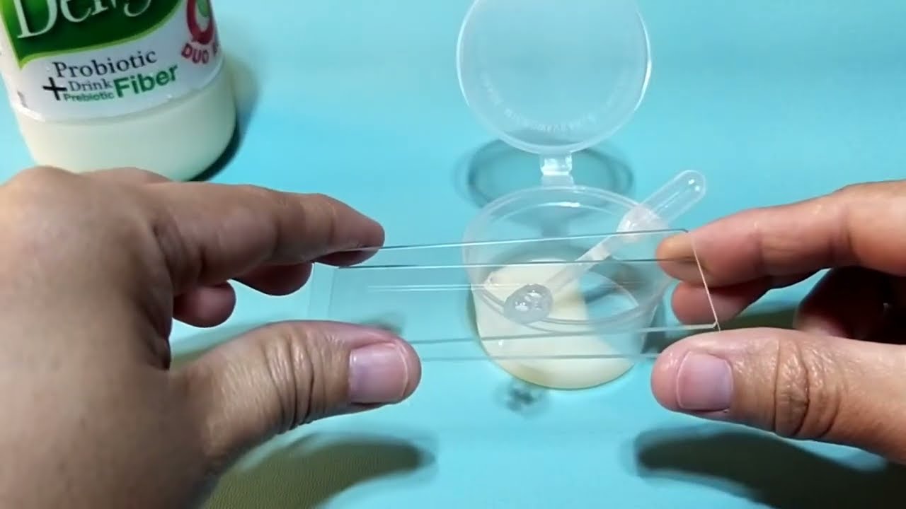 Lactobacillus paracasei Strain under a Microscope - YouTube