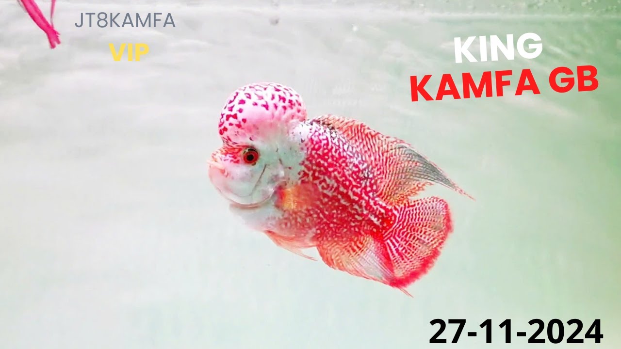 Ngẫu Hứng Show King Kamfa GOLDEN BASE 27/11/24 (JT8kamfa) - YouTube