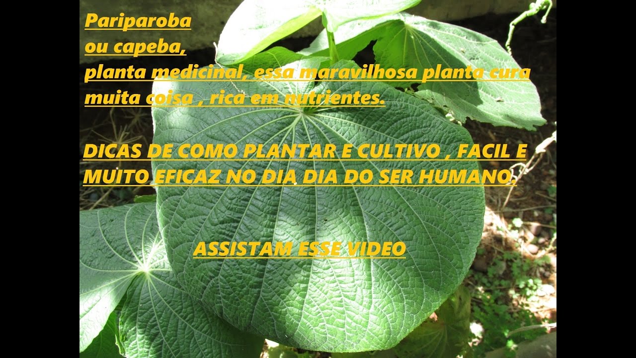 Propriedades da capeba - YouTube