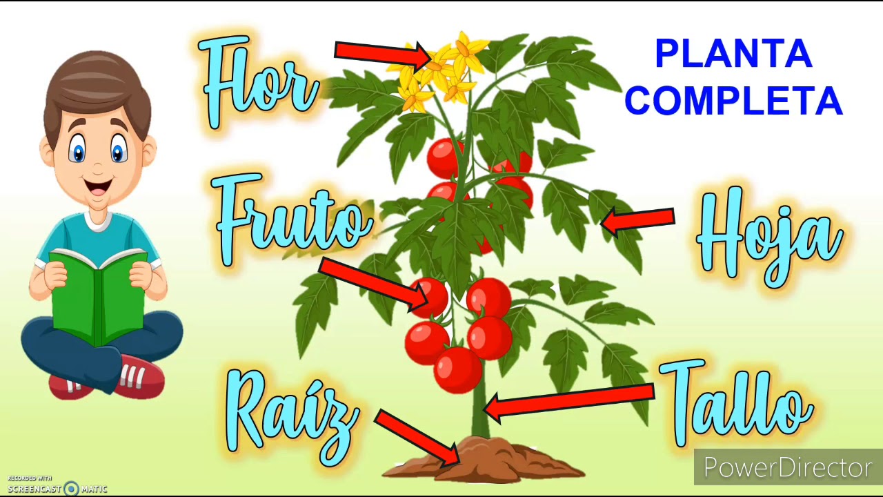 Partes De Una Planta Para Niños De Primaria