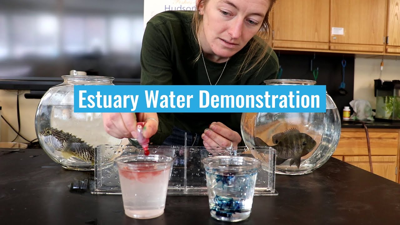 Estuary Water Demonstration - YouTube
