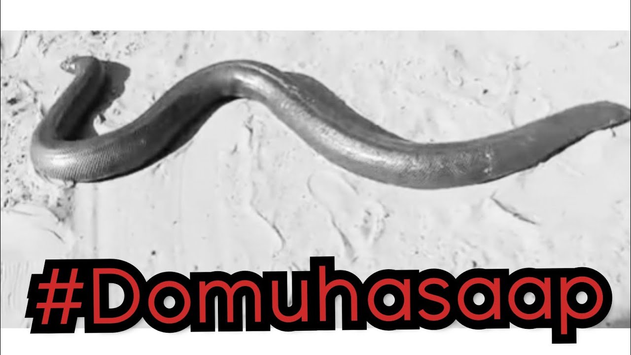 Do Muha Saap Real | Red Sand Boa | E3 - YouTube