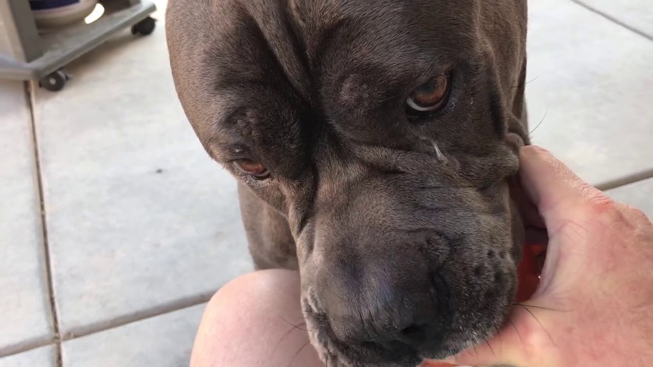 Lord Loki Cane Corso - Throw the Ball - YouTube