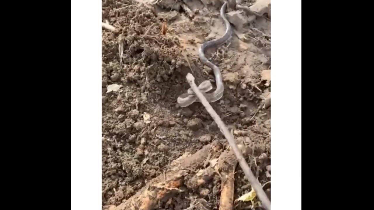 He hit the snake on the head with a stick - YouTube