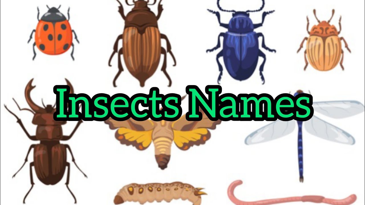 Insects Names | Insects for kids | Insects name in english | Name of ...
