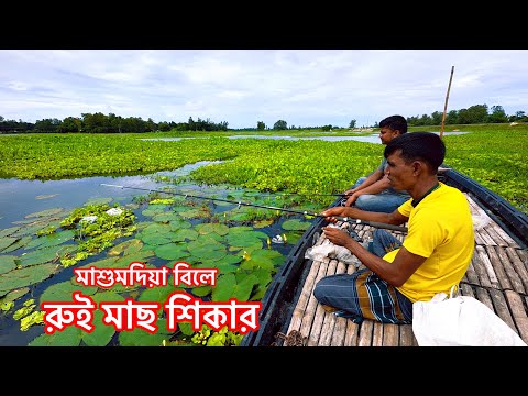 মাশুমদিয়া বিলে আজকের রুই মাছ শিকার 🎣🎣 Today's Rui fishing in Mashumdia Beel