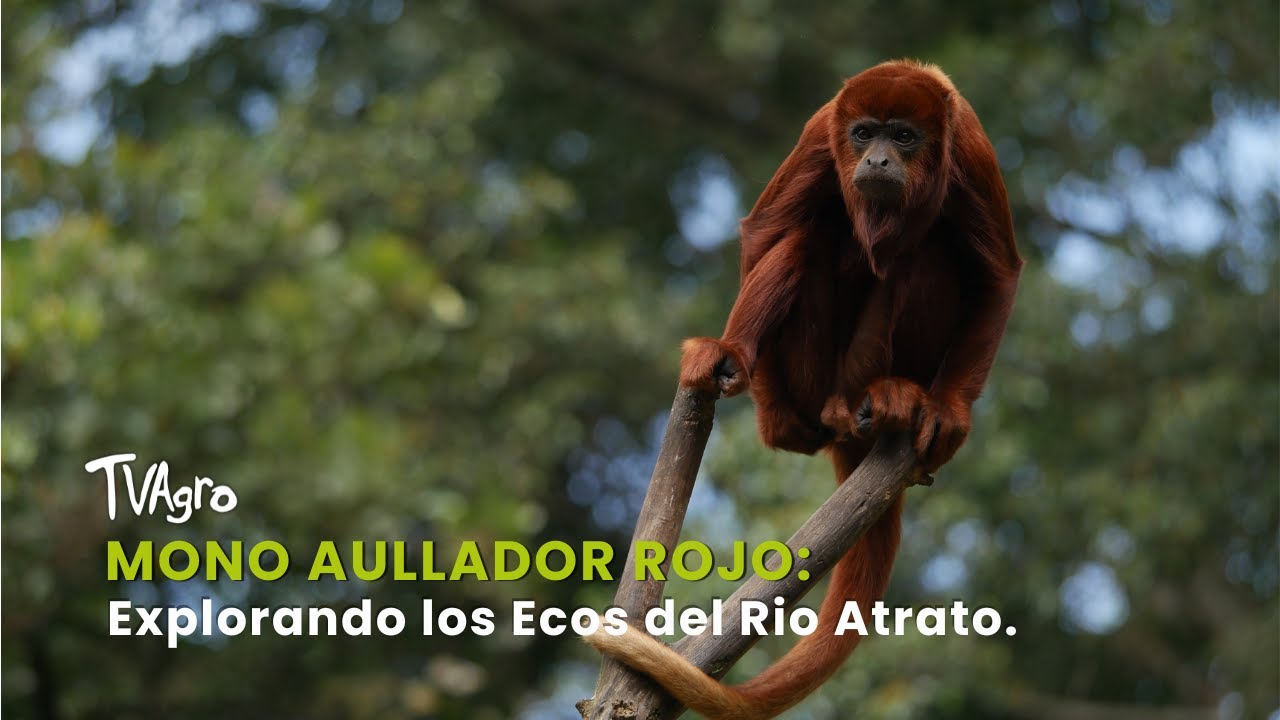 Mono Aullador Rojo: Explorando los ecos del rio Atrato - TvAgro por ...