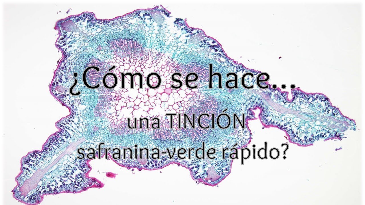 ¿Cómo se hace una tinción safranina-verde rápido? - YouTube