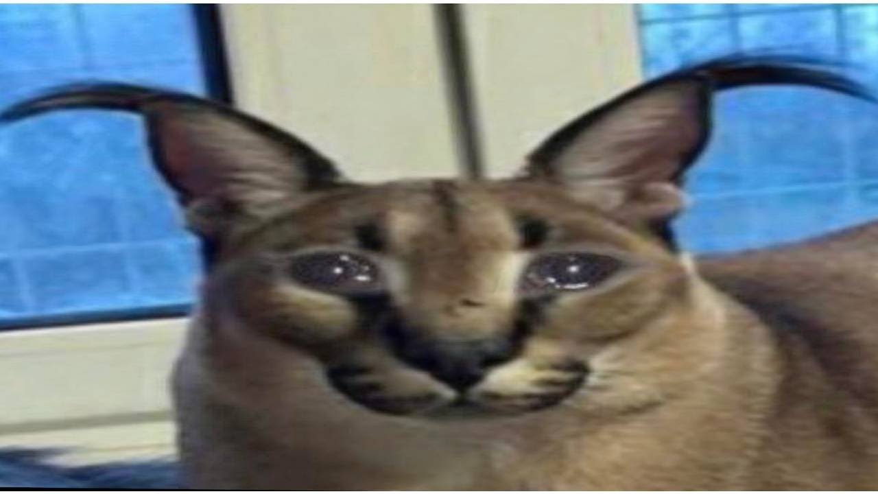 Sad Floppa... - YouTube