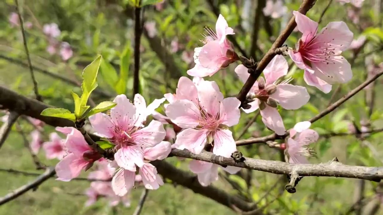 The Peach orchard, Plantation Agriculture, Horticulture India - YouTube