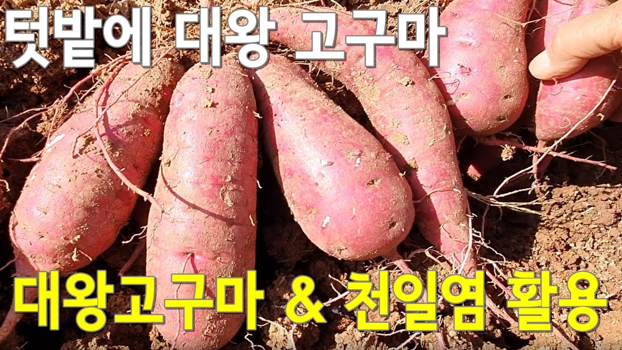 바닷물이용 고구마재배 신기술 텃밭에 고구마심으면 고구마줄기가 무성합니다 이럴 때 고구마줄기를 영양성장에서 생식성장으로 바꿔어주면