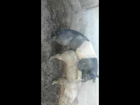 Monta natural en cerdos - YouTube