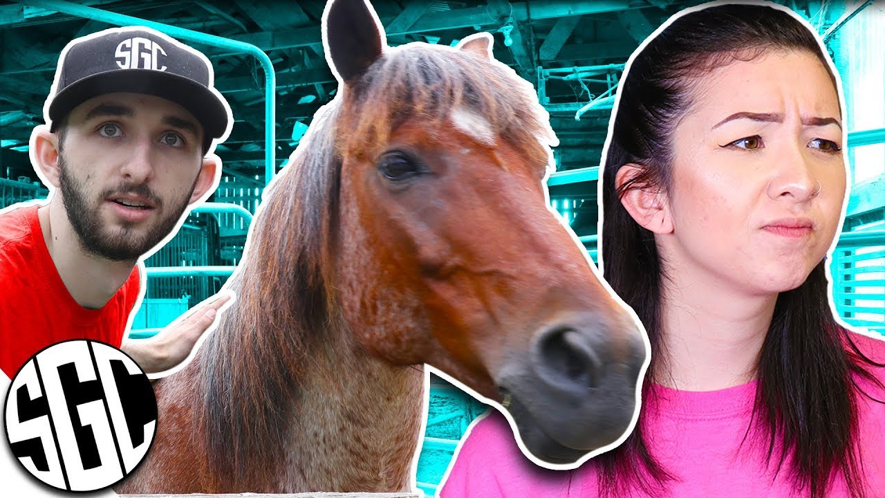 BARNYARD Real Life Hide N Seek (LIVE HORSE!) - YouTube