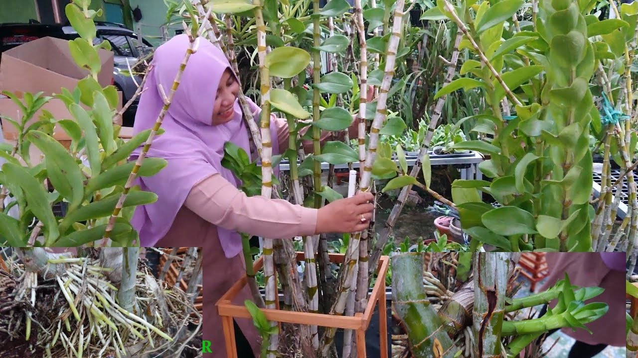 Aman asli rawatan anggrek hutan,anggrek Papua, anggrek hutan Indonesia subur sehat koleksi ...