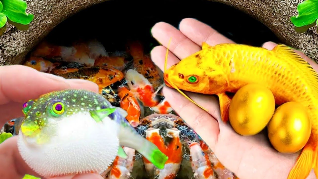 Catching Strange Fish In Giant Surprise Colorful koi, Kim Kim Fish ...