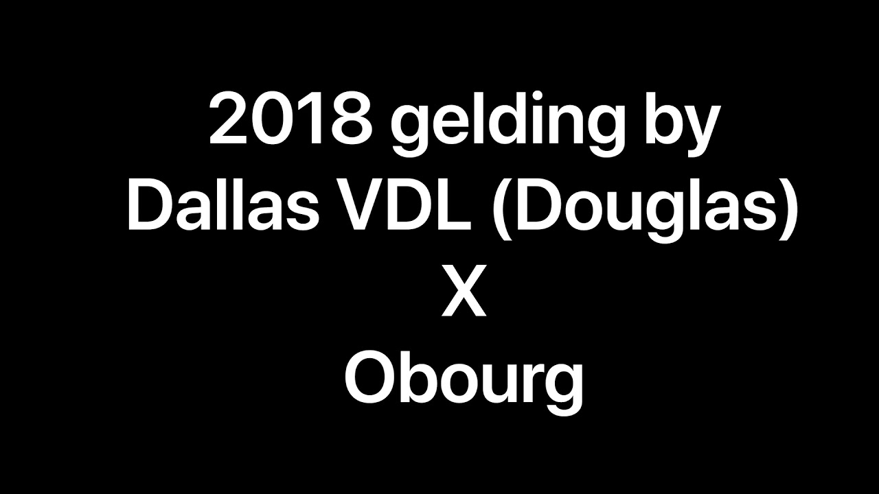 SOLD*** 2018 gelding by Dallas VDL (Douglas) x Obourg. - YouTube