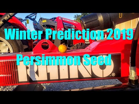 2019 Winter Prediction via Old Time Forecast: Persimmon Seeds - YouTube