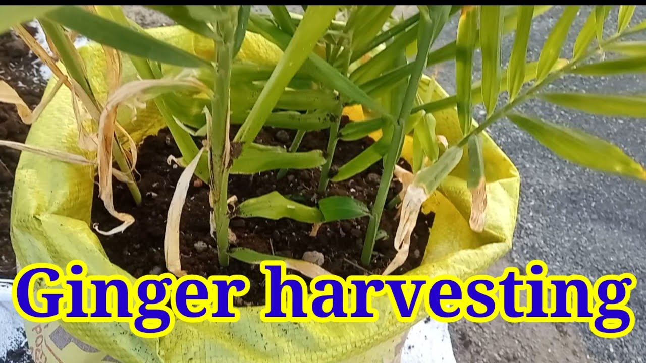 Ginger harvesting - YouTube