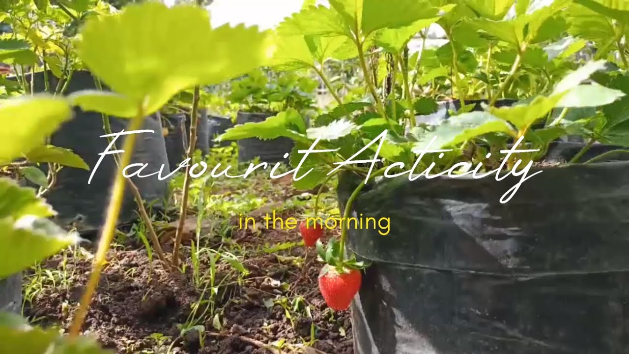 Vlog #1 Memanen Strawberry Hasil Kebun Sendiri Di Depan Rumah - YouTube