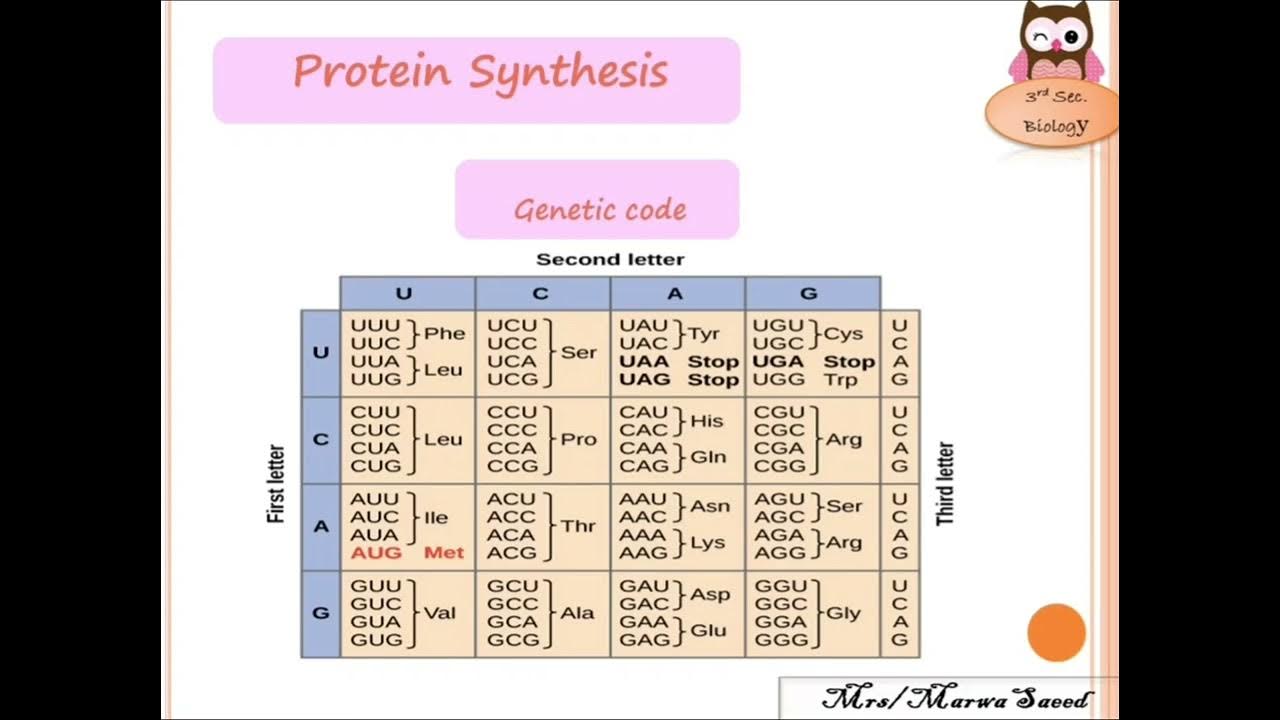 protein synthesis # genetic code# transalation#biology# - YouTube