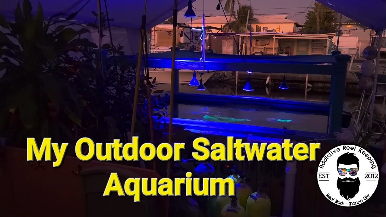 Outdoor Saltwater Tank Reef Coral and Fish 1000 Gallon - YouTube