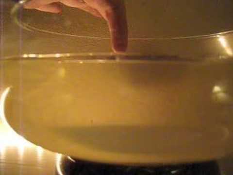 Goldfish eats its own poop - YouTube