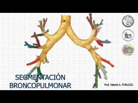 E2.1 | Segmentación broncopulmonar | Anatomía 2 | FMed UBA - YouTube