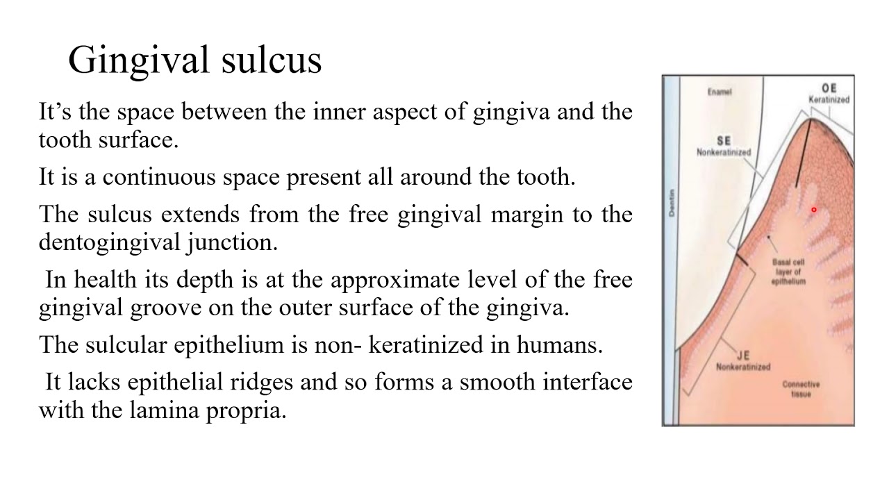 Dentogingival Junction