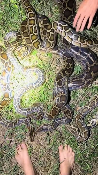 Looking for a 20 foot python! #alligator#reptile#nature#animal#wildlife ...