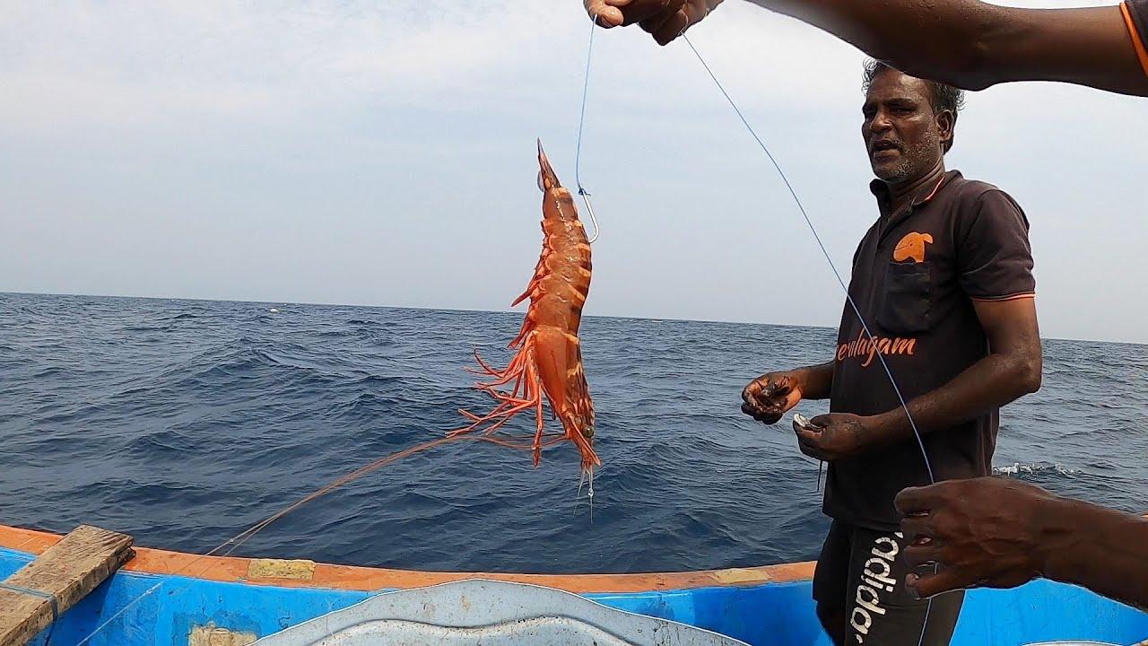 Giant Trevally Fishes Caught Using Live Prawns - YouTube
