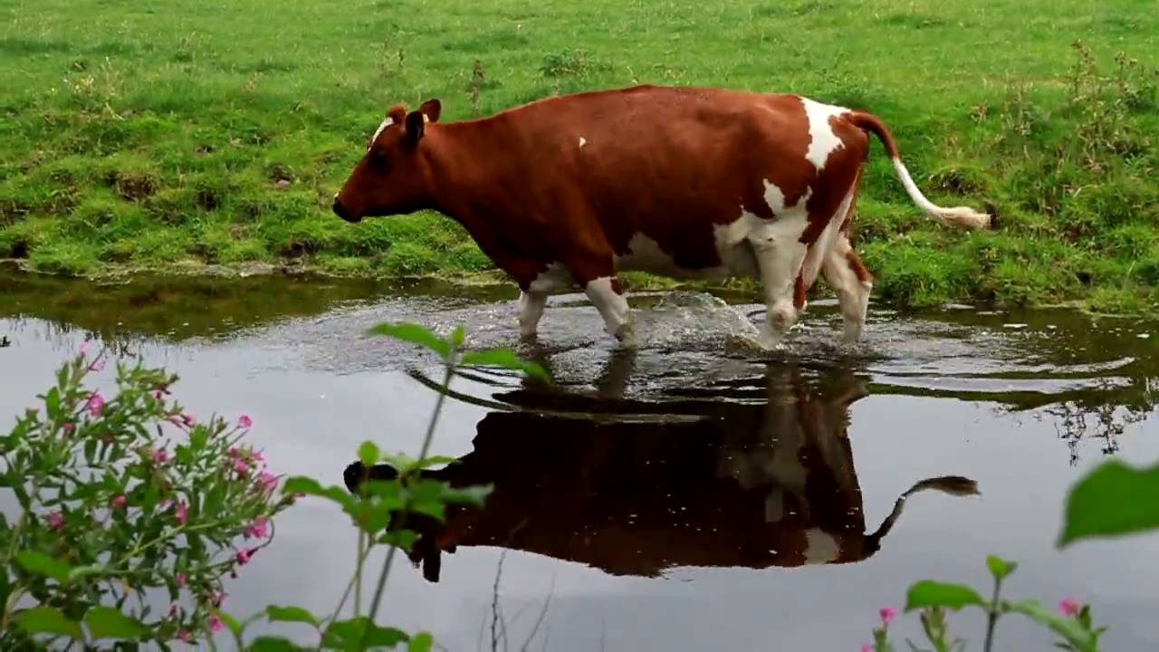 Cow in the water - YouTube