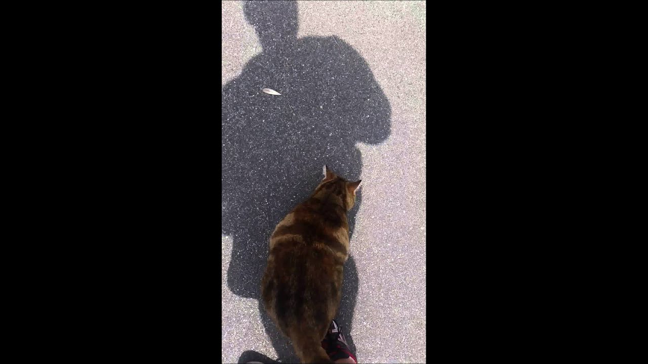 Sammy the cat - YouTube