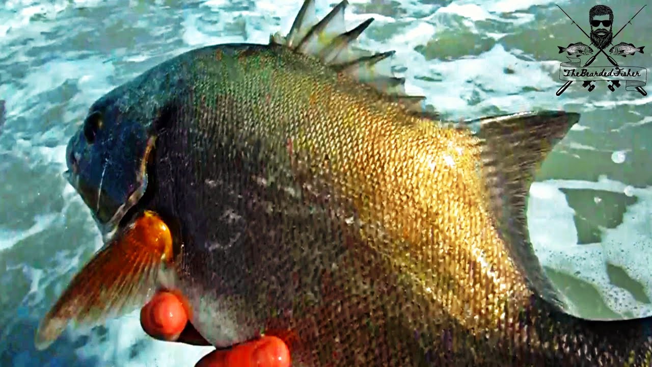 Full day Fishing for Galjoen - YouTube