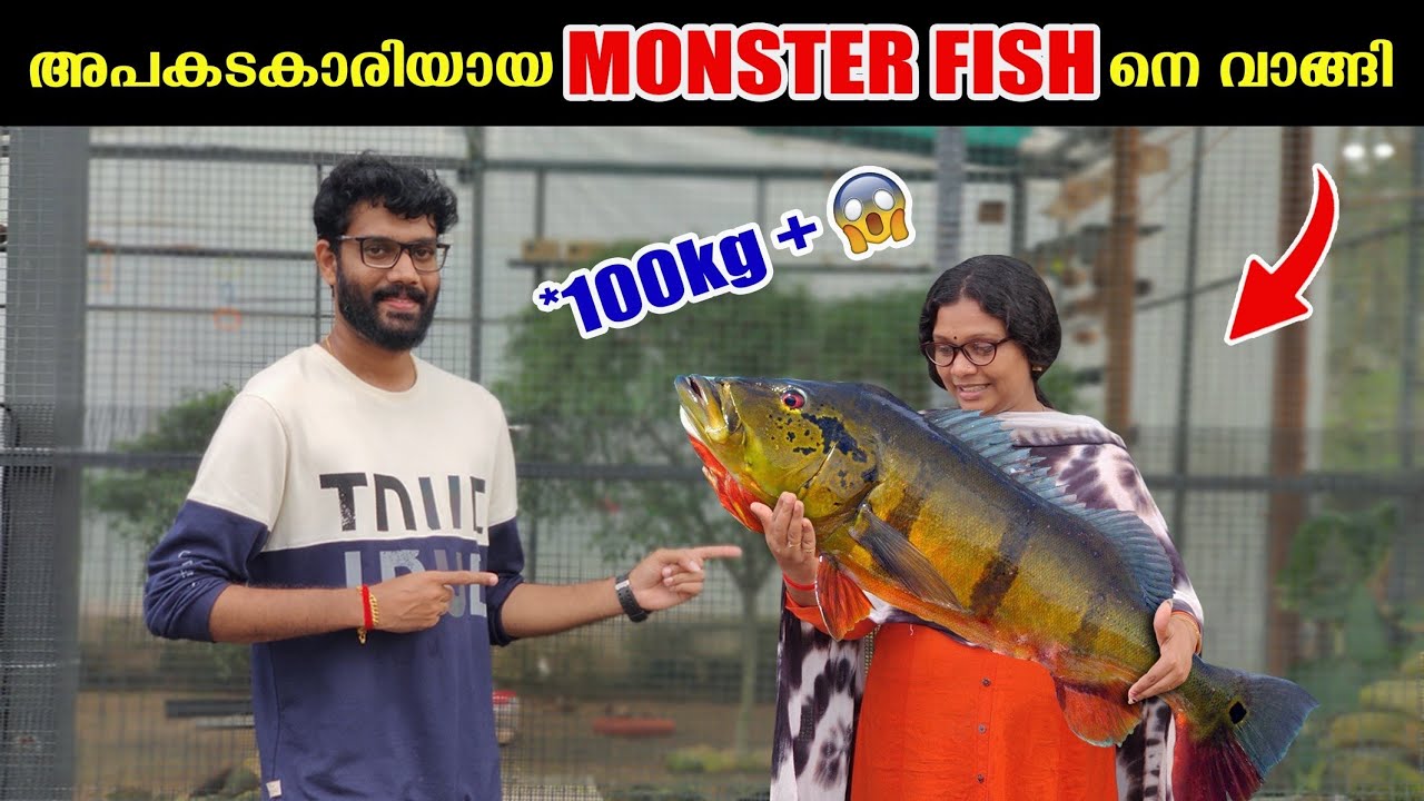 AMAZON കാടുകളിൽ മാത്രം കാണുന്ന MONSTER FISHനെ വാങ്ങി🦈 - Bought Peacock Bass Giant Fish For ...