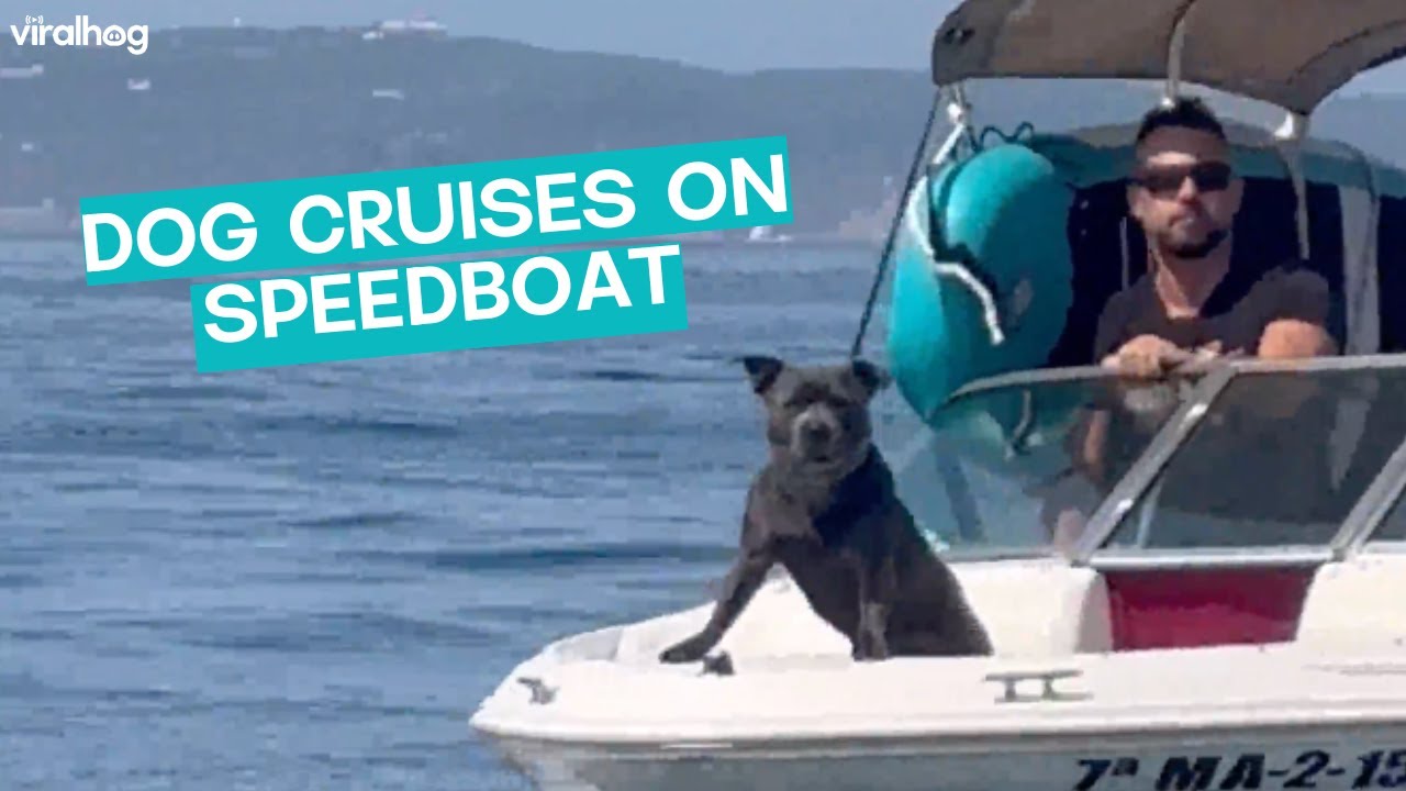 Dog Enjoys Speedboat Ride || ViralHog - YouTube