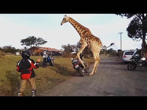 Motorcycle Fail win 2017 road accident  #30