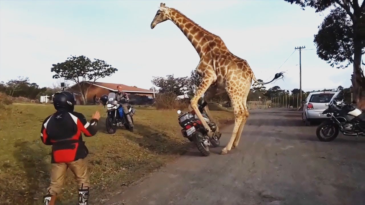 Motorcycle Fail win 2017 road accident #30 - YouTube