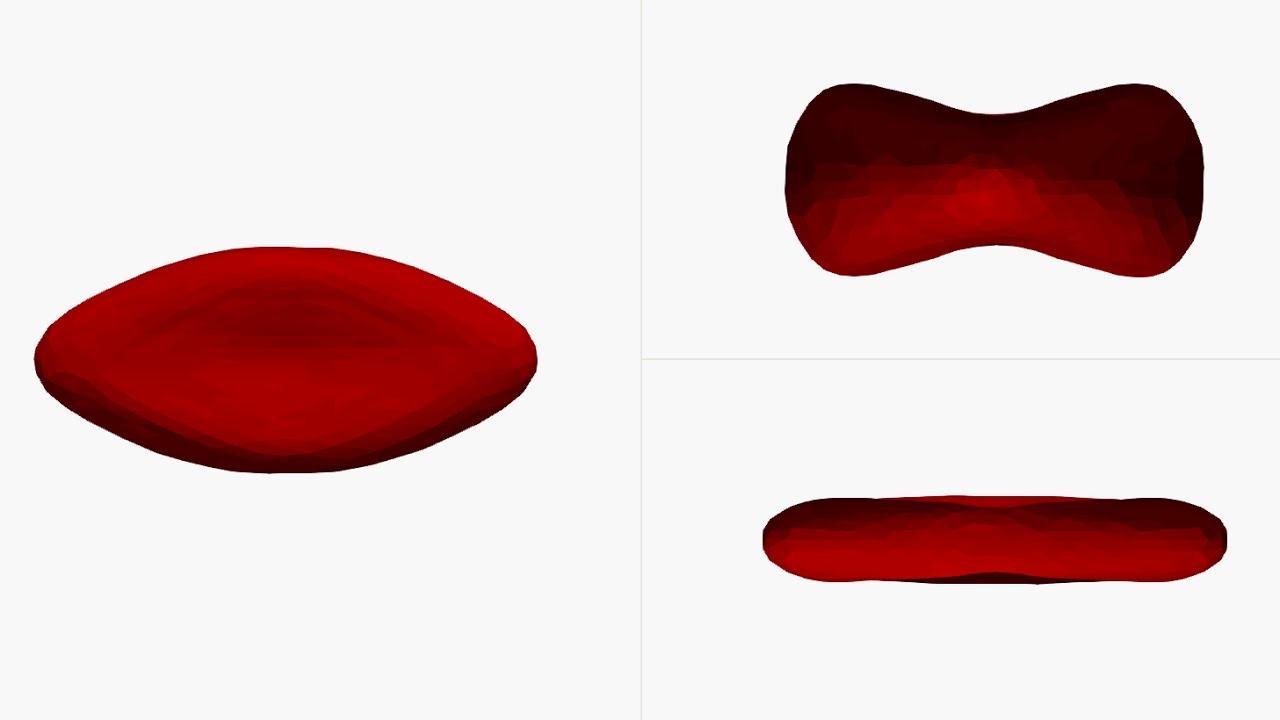 Red Blood Cell under Stretching - YouTube
