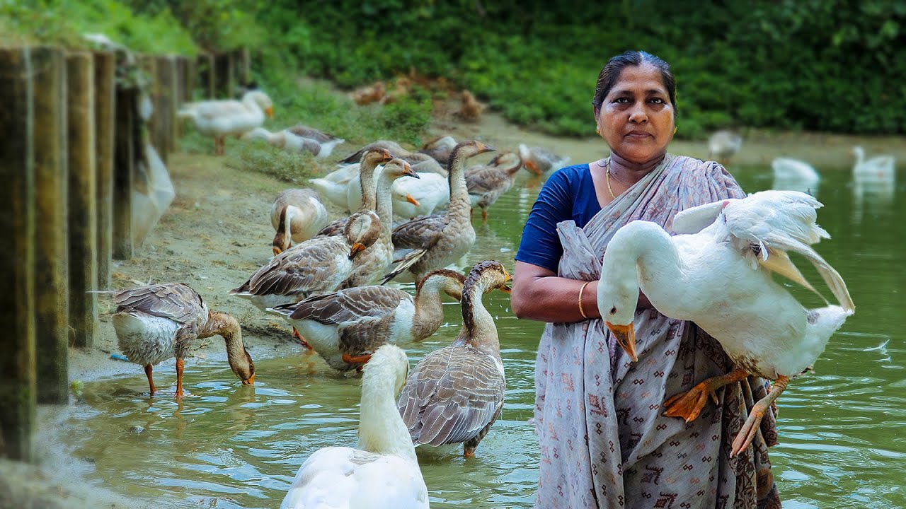 Swan Curry with Rice Roti Making Recipes by Village Food Life - Swan ...