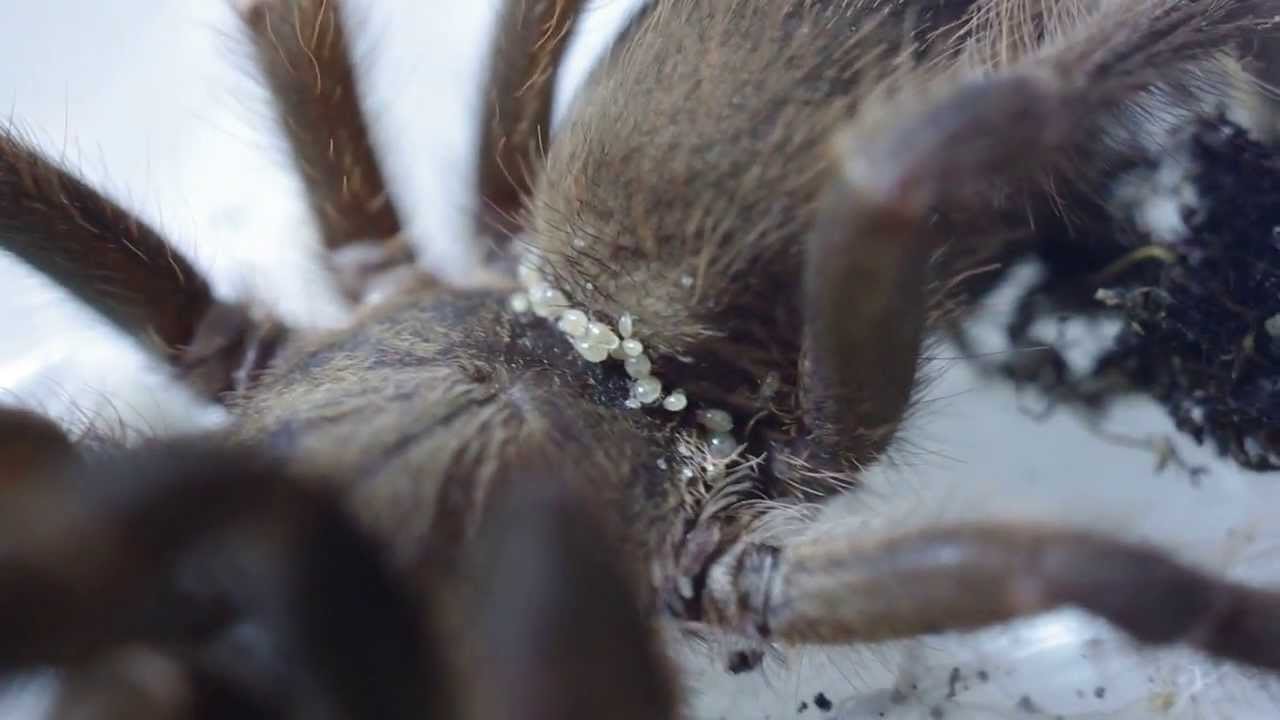 Mites on tarantula - spider mite - Orphnaecus sp blue - YouTube